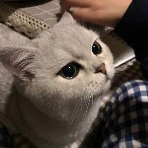 老牌绅士1 