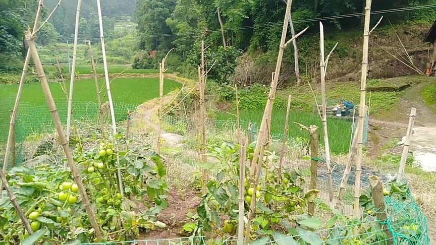 栽了1亩水稻,看到禾苗的加速生长,很欣慰。处处充满生机勃景色