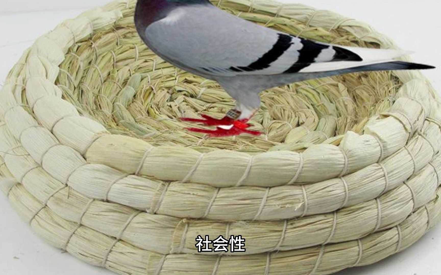 聚师网科普:信鸽为什么不会迷路?