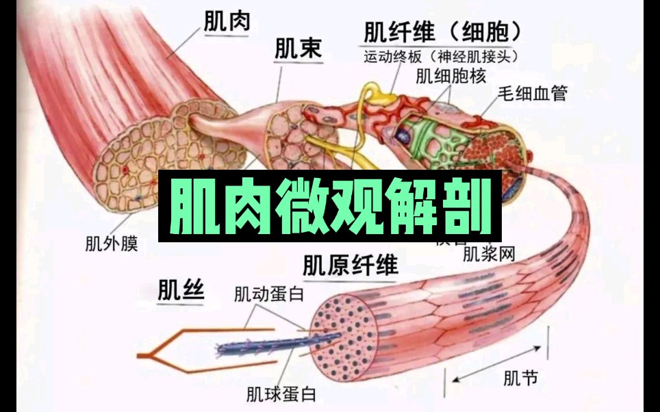 【肌肉微观解剖】肌膜+肌束+肌纤维+肌浆+肌原纤维+肌丝滑行