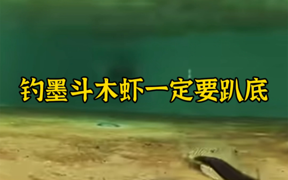 钓墨斗,木虾一定要趴底