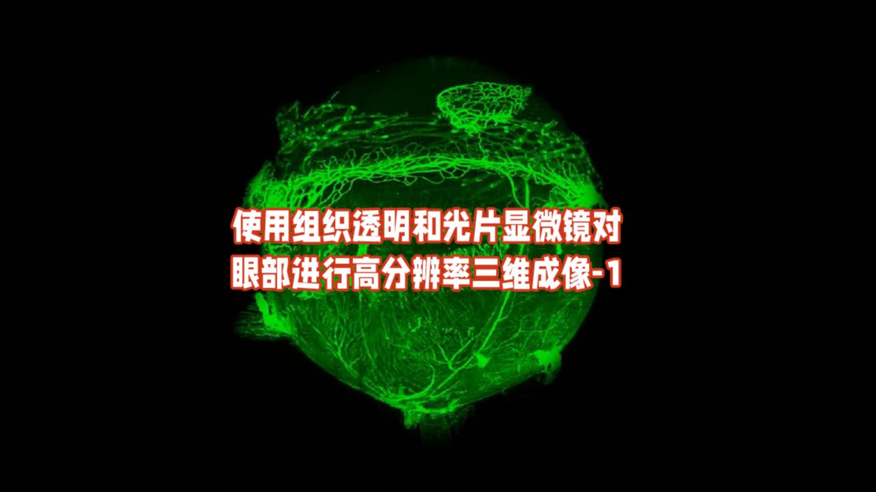 使用组织透明和光片显微镜对眼部进行高分辨率三维成像-1