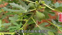 “无花果”竟有这么大的功效,很多人不知道它的妙用,一起了解一下
