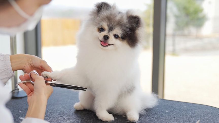 什么品种的宠物狗是最受欢迎的呢？看看你家的狗狗上榜了吗？