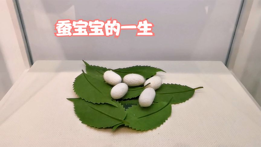 蚕宝宝的一生,请欣赏