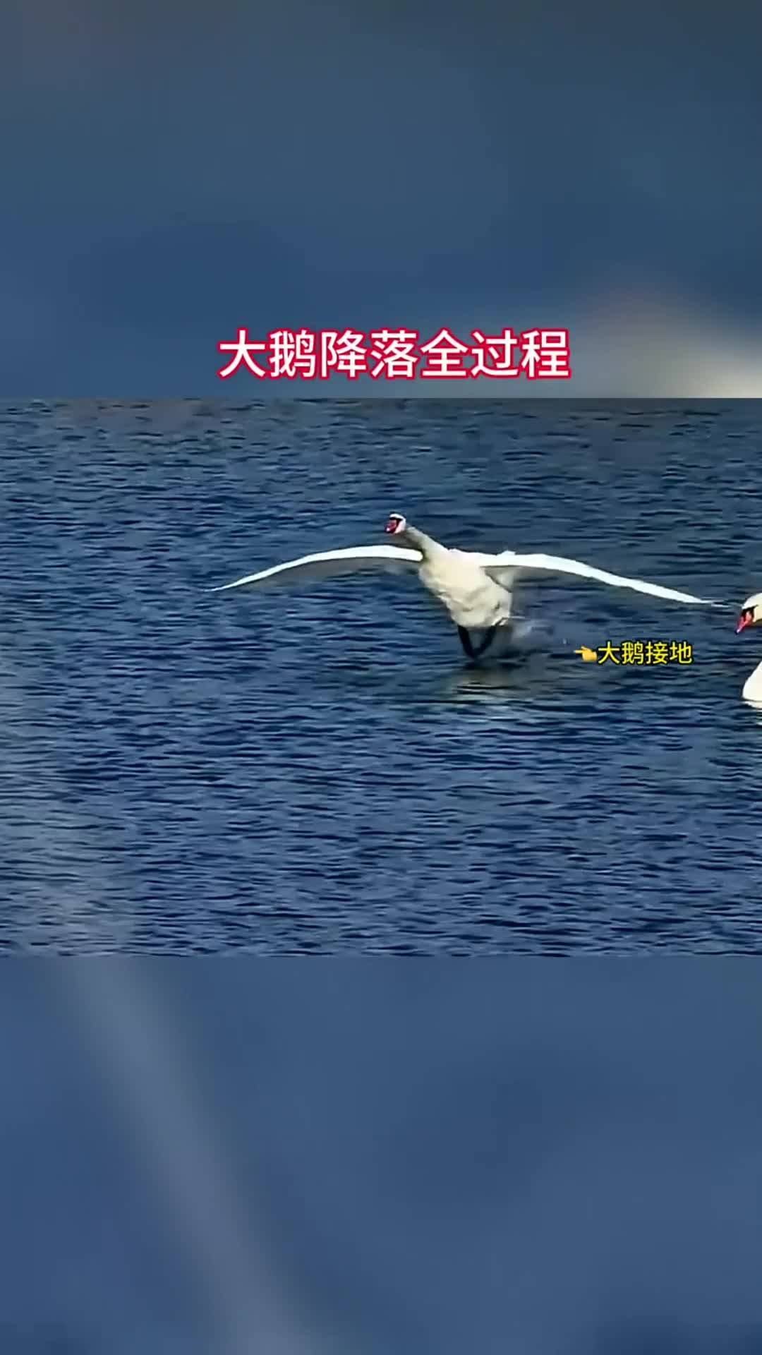 放起落架、反推、收襟翼,大鹅落地。难道飞机模仿它?