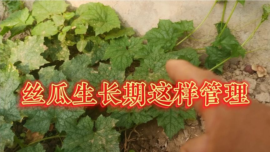 丝瓜生长期用它喷一喷,丝瓜结的多,又嫩又长口感好