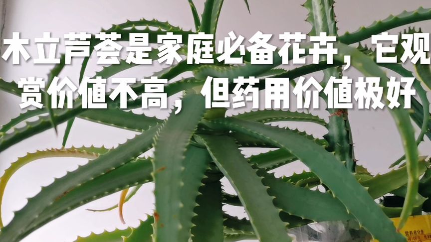 木立芦荟是家庭必备花卉，它观赏价值不高，但药用价值极好