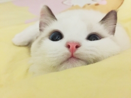 怪獸大戰超人lap 
