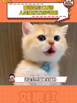 猫咪是怎么看待人类模仿它的声音的#猫咪的迷惑行为 #动物的迷惑...