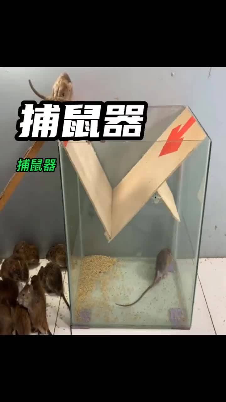 捕鼠器#老鼠#捕鼠器#捕鼠神器#捕鼠神器