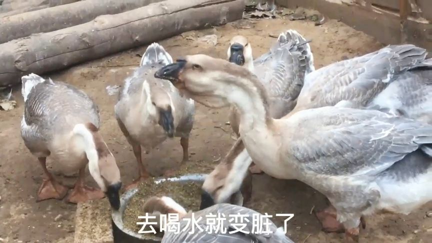 大鹅出现拉稀,农村小伙投喂肠道方面的药