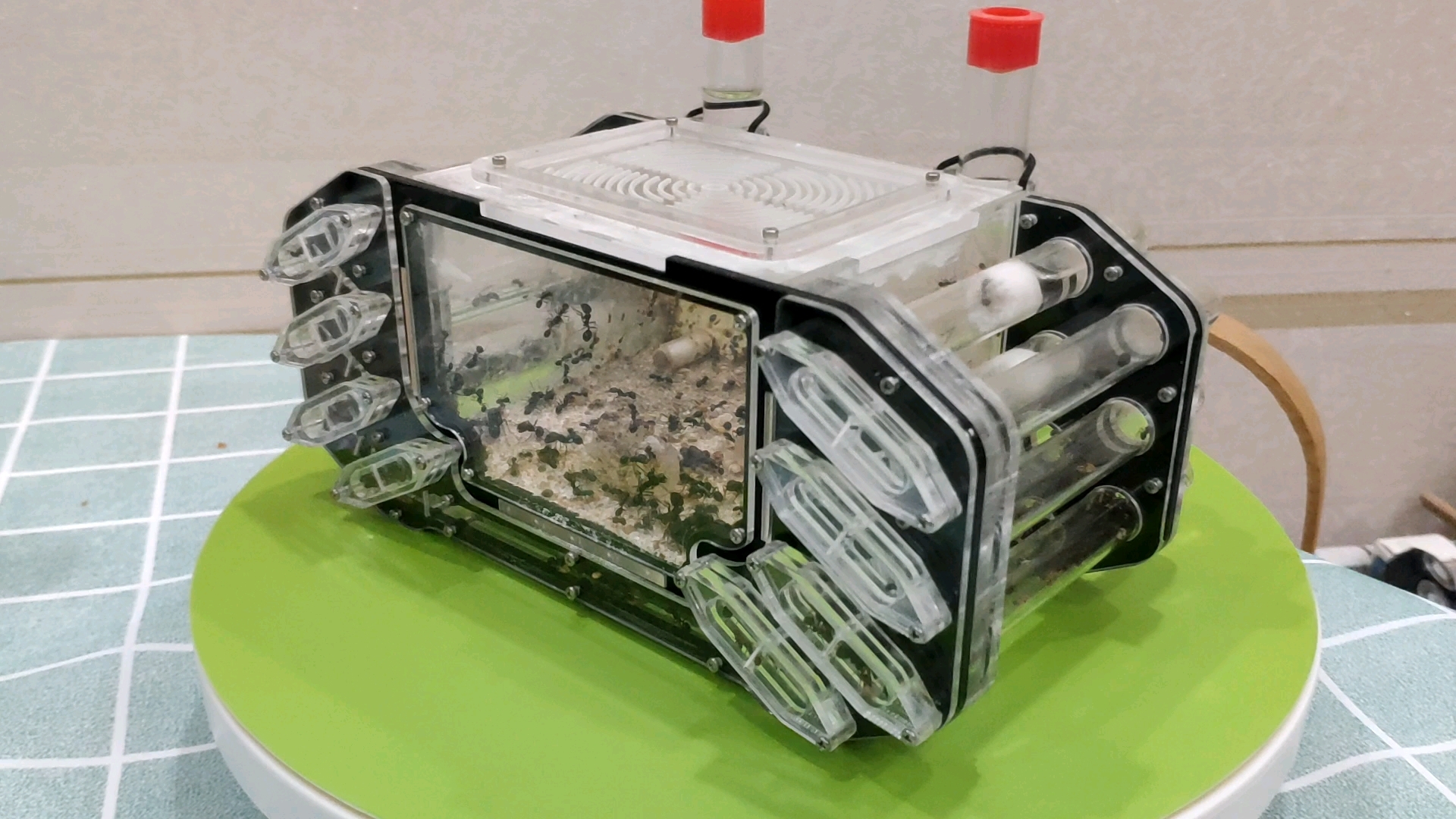 Mini14试管亚克力蚁巢养收获蚁现状