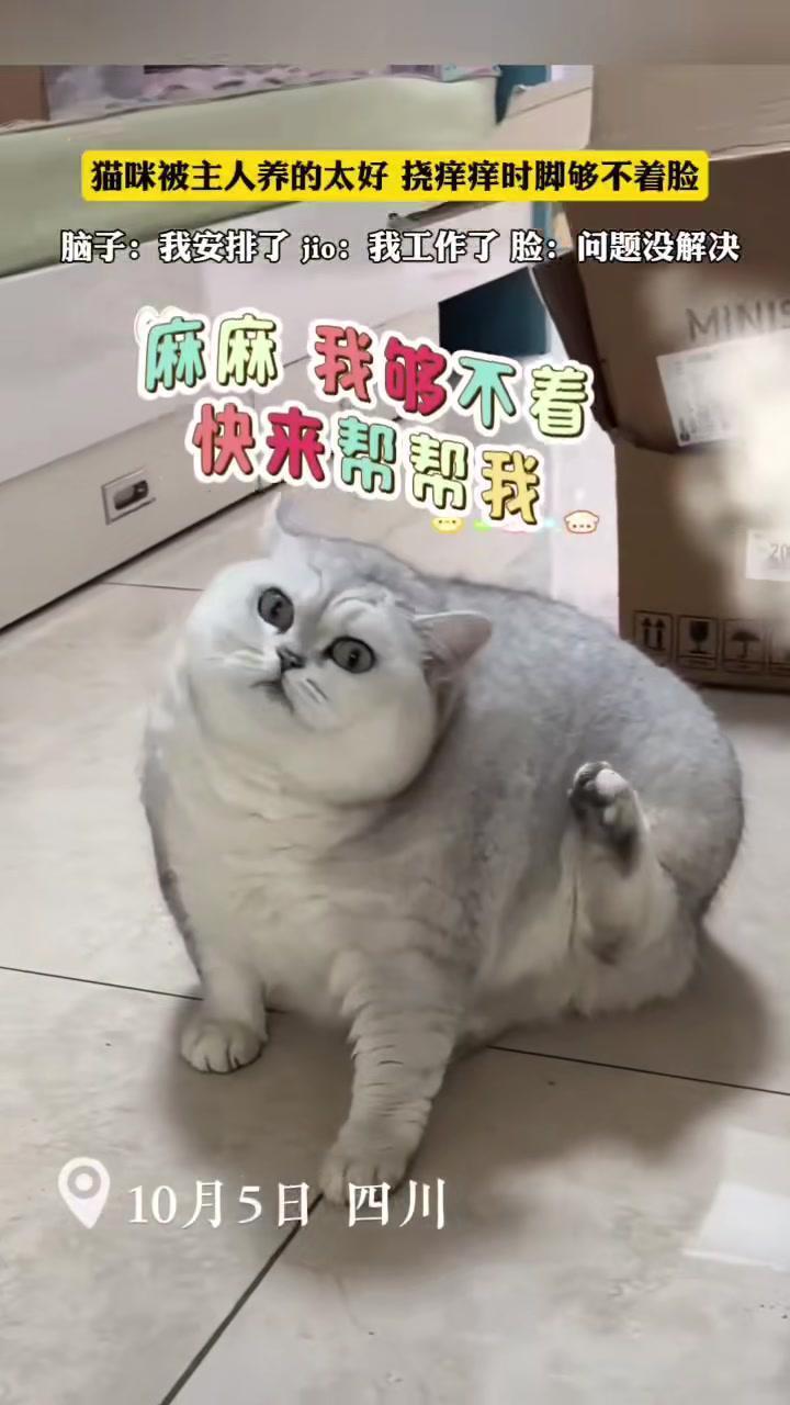 猫咪被主人养的太好,挠痒痒时脚够不着脸。"脑子:我安排了,jio:我工作...