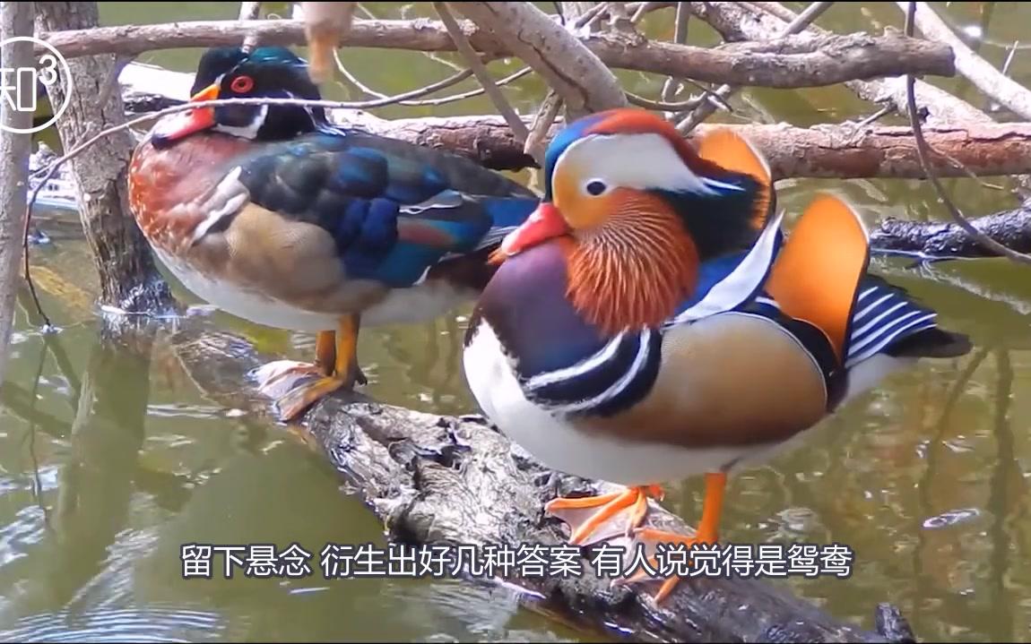 “关关雎鸠,在河之洲”,关关雎鸠中的“雎鸠”到底是什么鸟?