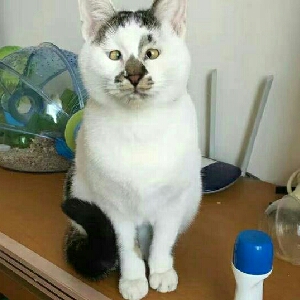 奔跑De蛋蛋 