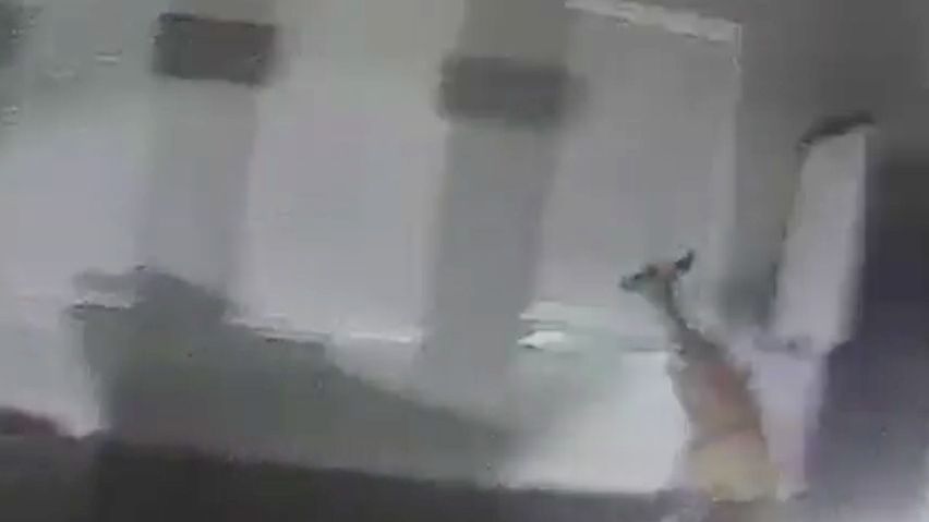 美国警察抓小偷 结果出人意料