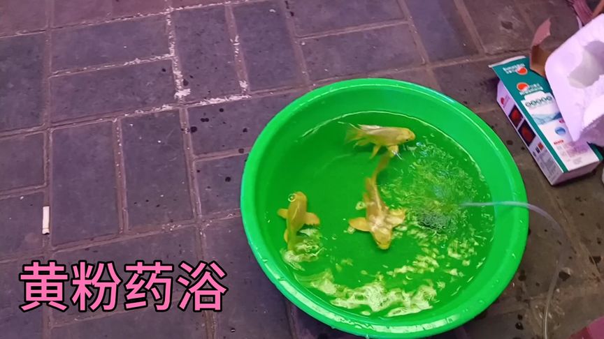 黄粉药浴观赏鱼，您知道如何操作吗？这个方法对于治疗疗效不错