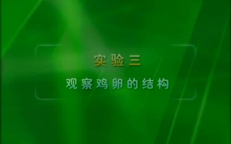 初中生物实验操作视频:观察鸡卵的结构