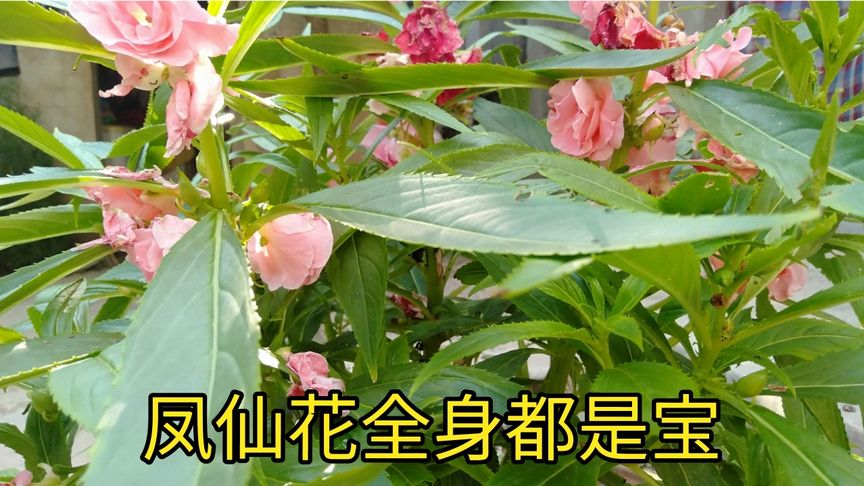 农村随处可见的“凤仙花”原来全身都是宝,一起来了一下它的功效