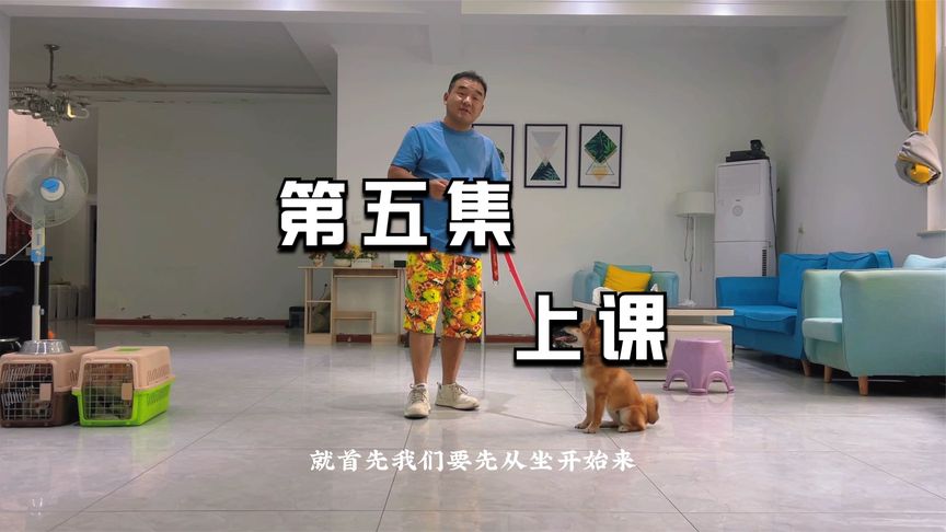 第五集:柴犬小虎开始上课这是大部分狗狗存在的问题看我如何纠正
