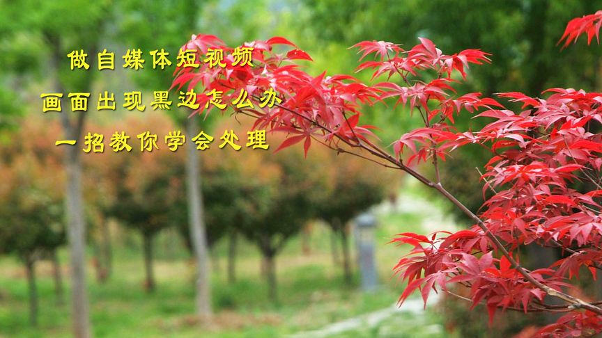 做自媒体短视频,画面出现黑边怎么办,一招教你学会处理