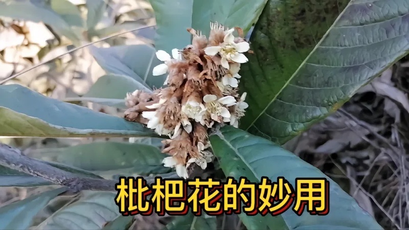 枇杷花的妙用,你知道吗冬天来了,采点枇杷花晒干备用