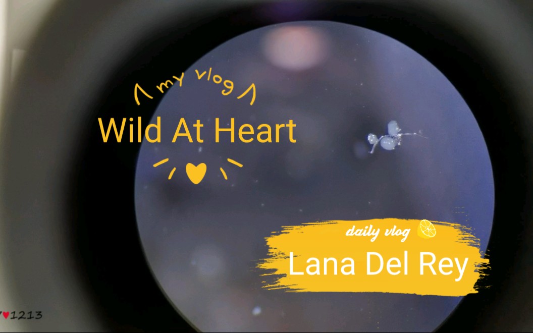 【生活/学习】体视镜下的视野