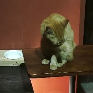 杨明霁 