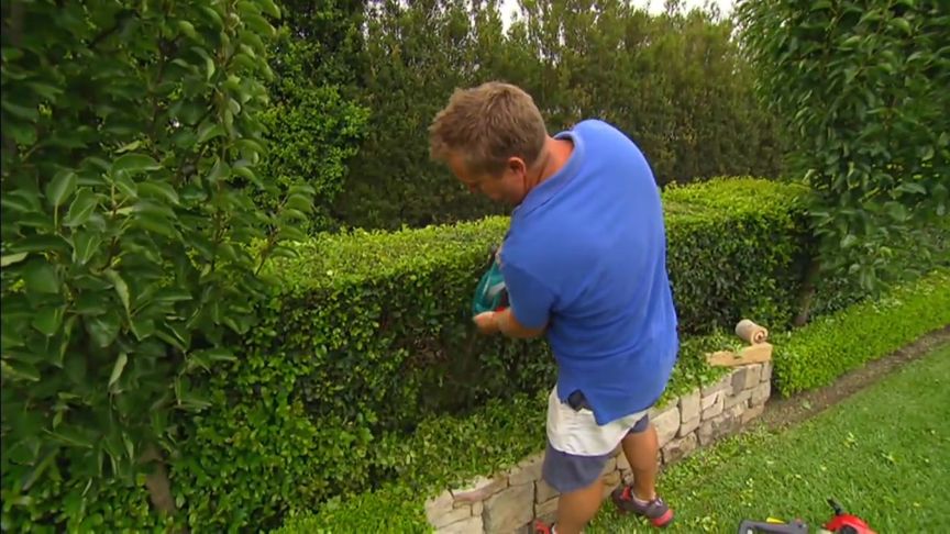 造园记13|花园绿篱参差不齐,如何修剪?国外园艺大胜手把手教你