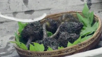 芡实也当地人被称“鸡头米”,烤着吃,那叫一个香