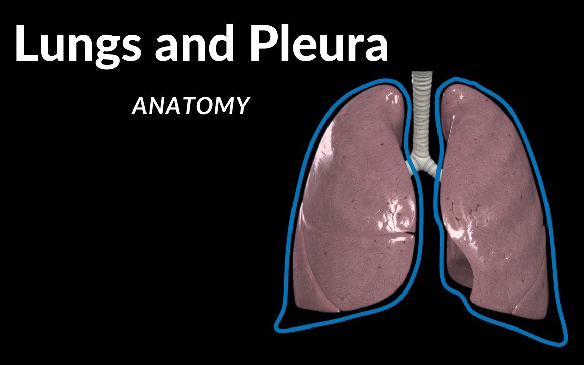 肺(结构、肺叶、胸膜、胸膜隐窝)
