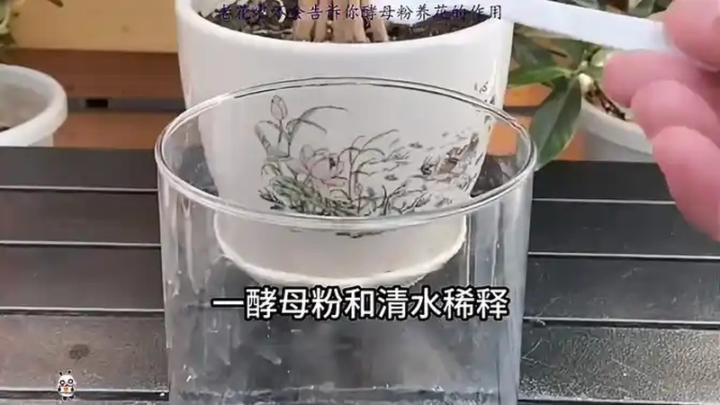 老花农不会告诉你酵母粉养花的作用