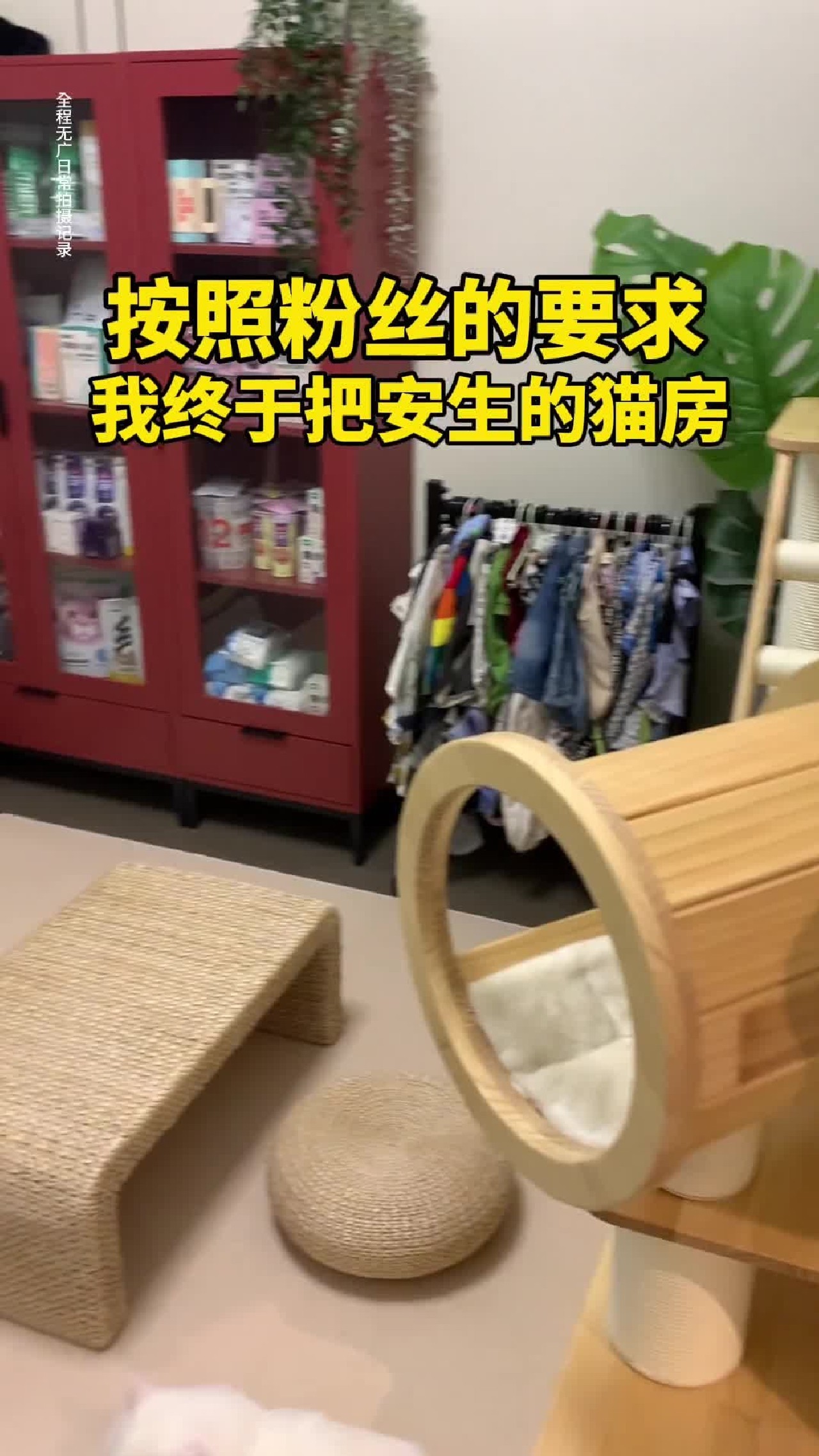 花了我大洋打造的猫房你们满意了万物可爱计划