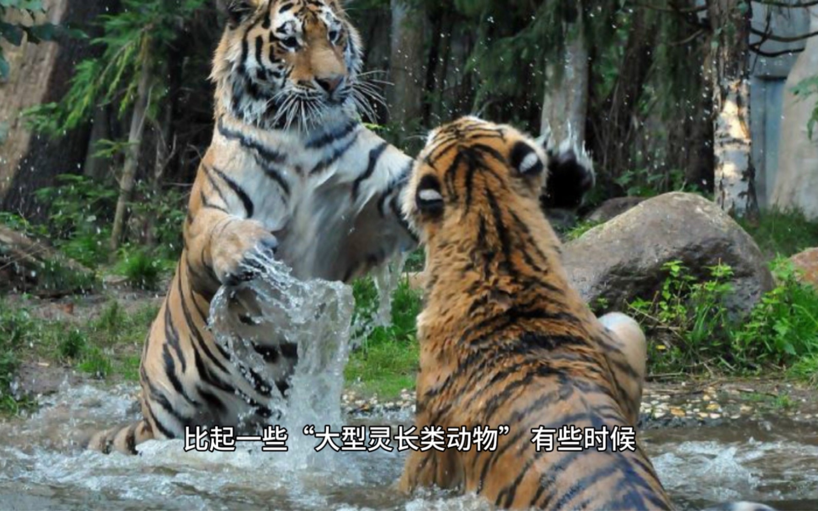 老虎再饿却有3不杀,为何大家都说老虎是森林之王