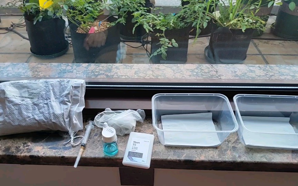 芸苔素,hb101,马雅95开始对比