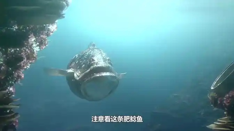 海底世界被污染,变异后的鲨鱼战斗力也只能排倒数