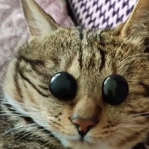 猫头鹰白色 