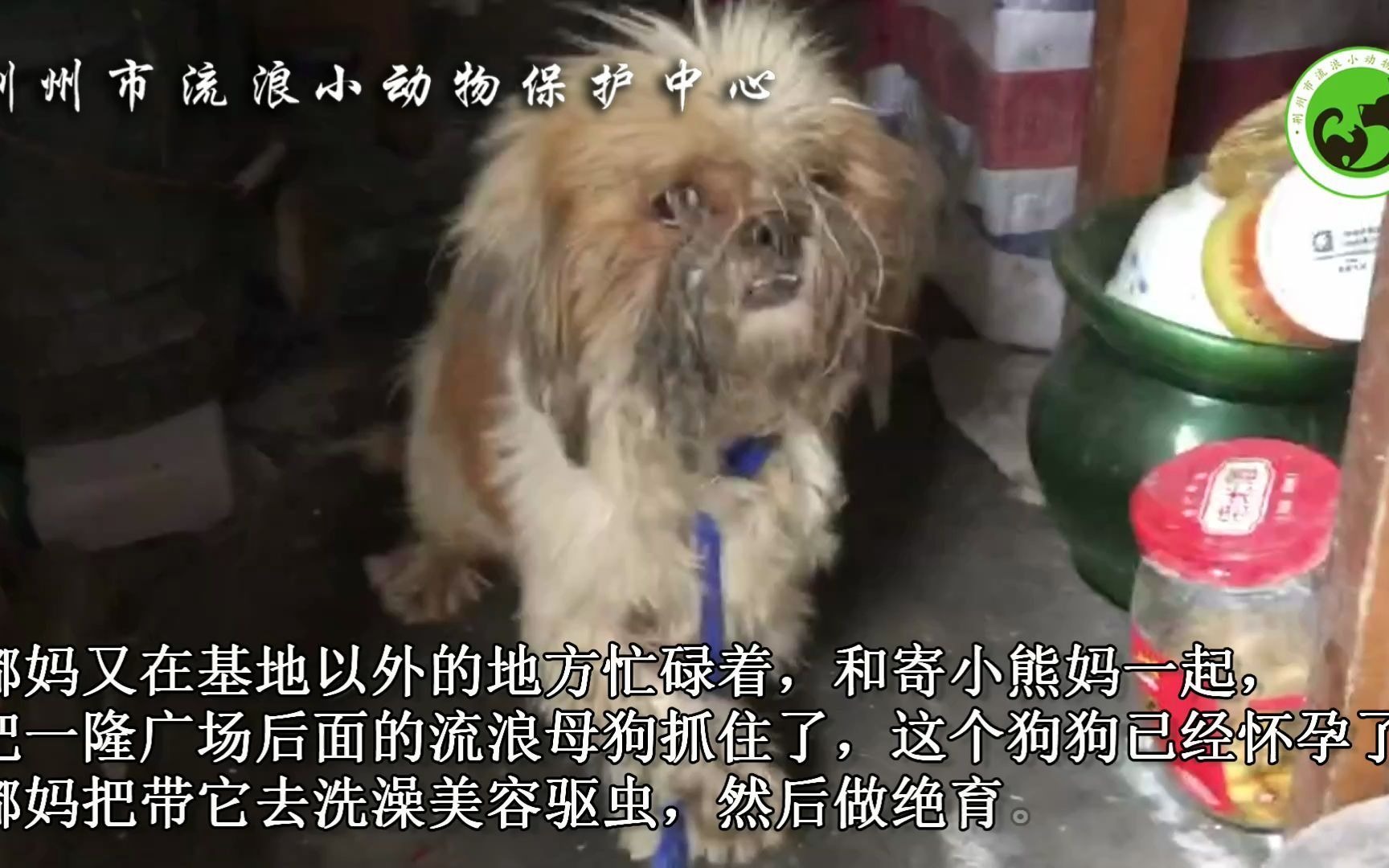 同一天三起救助/基地毛孩子们爱心烤鸭来啦