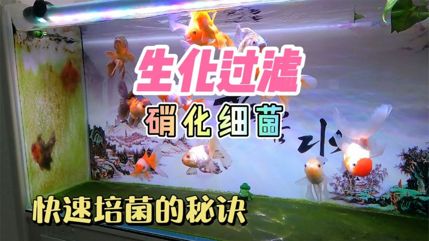 养鱼笔记第2季17集:养鱼快速培养硝化细菌,要掌握这几个