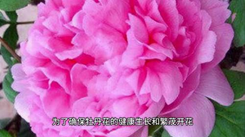 牡丹花什么时候移栽最好