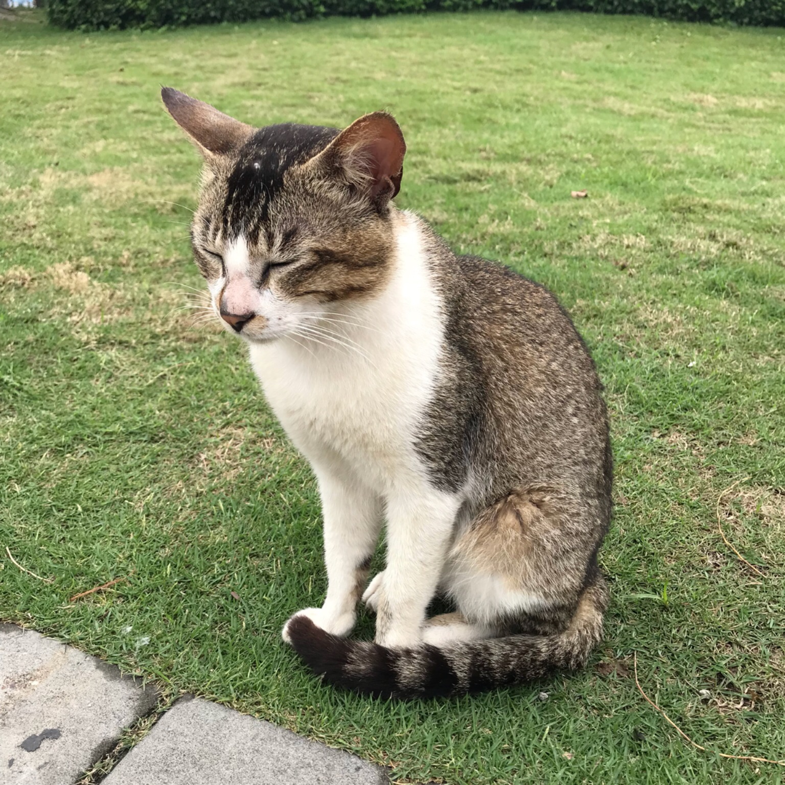 小魅雨 