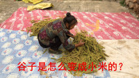 实拍谷子采收全过程,从谷子到小米很复杂?头一次见这种采收方法