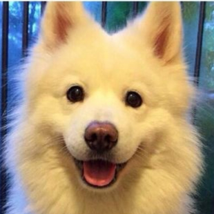 名犬哈士奇 