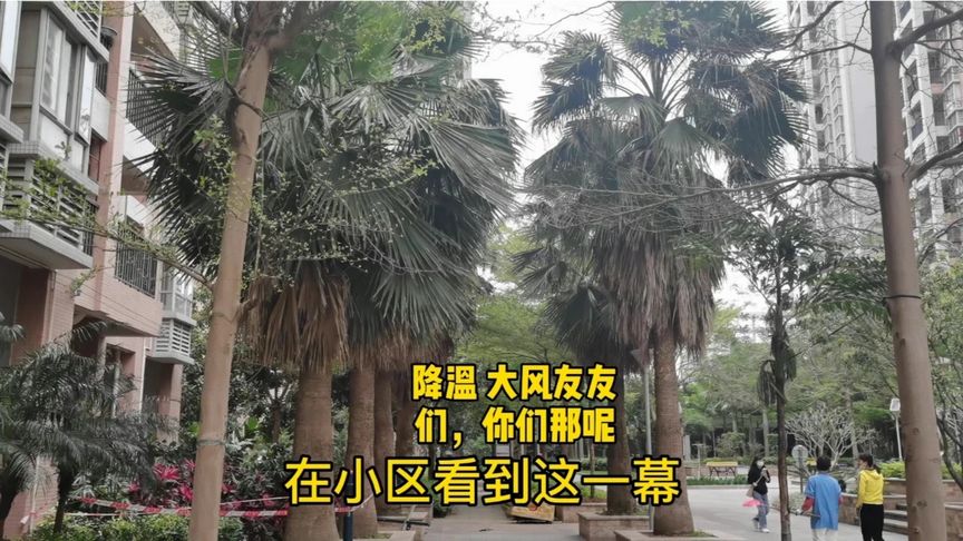 今天降温,阿姨在小区看到这一幕就是风吹得树枝摇摆,树叶间发出