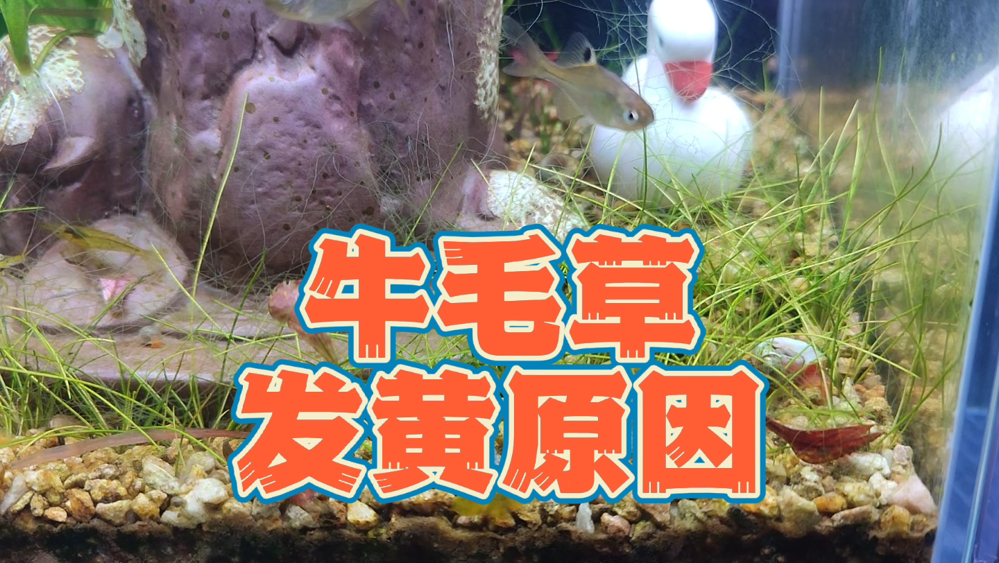 火山石底砂鱼缸,造成牛毛草发黄的4个原因,火山石栽种牛毛毡水草叶子...