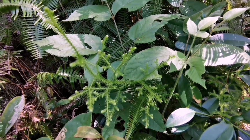 农村这两种草药，伸筋草和伸筋藤很多人分不清。我带你辨识下