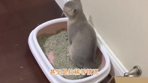 猫咪感冒了有什么表现