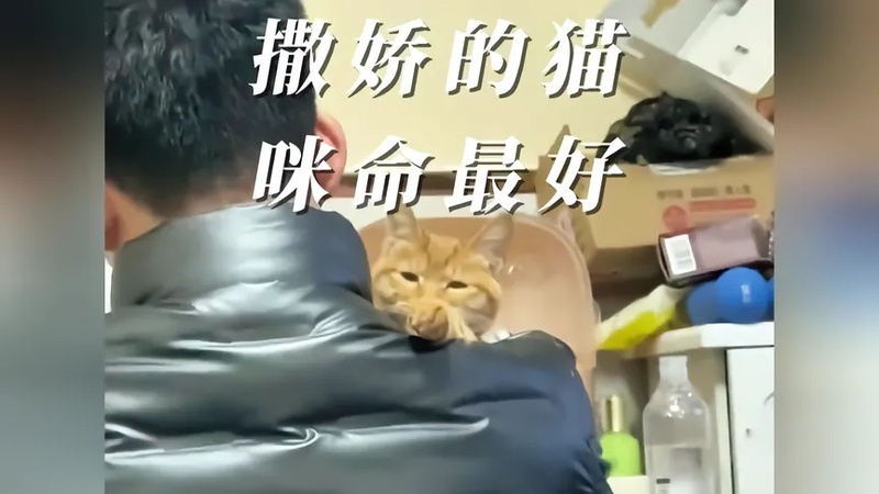 会撒娇的猫咪最好命 猫咪粘人行为 治愈系猫咪 会撒娇的猫咪
