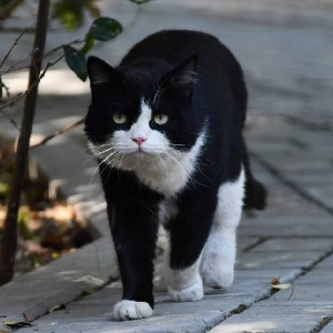 材子考研-枣子学长 